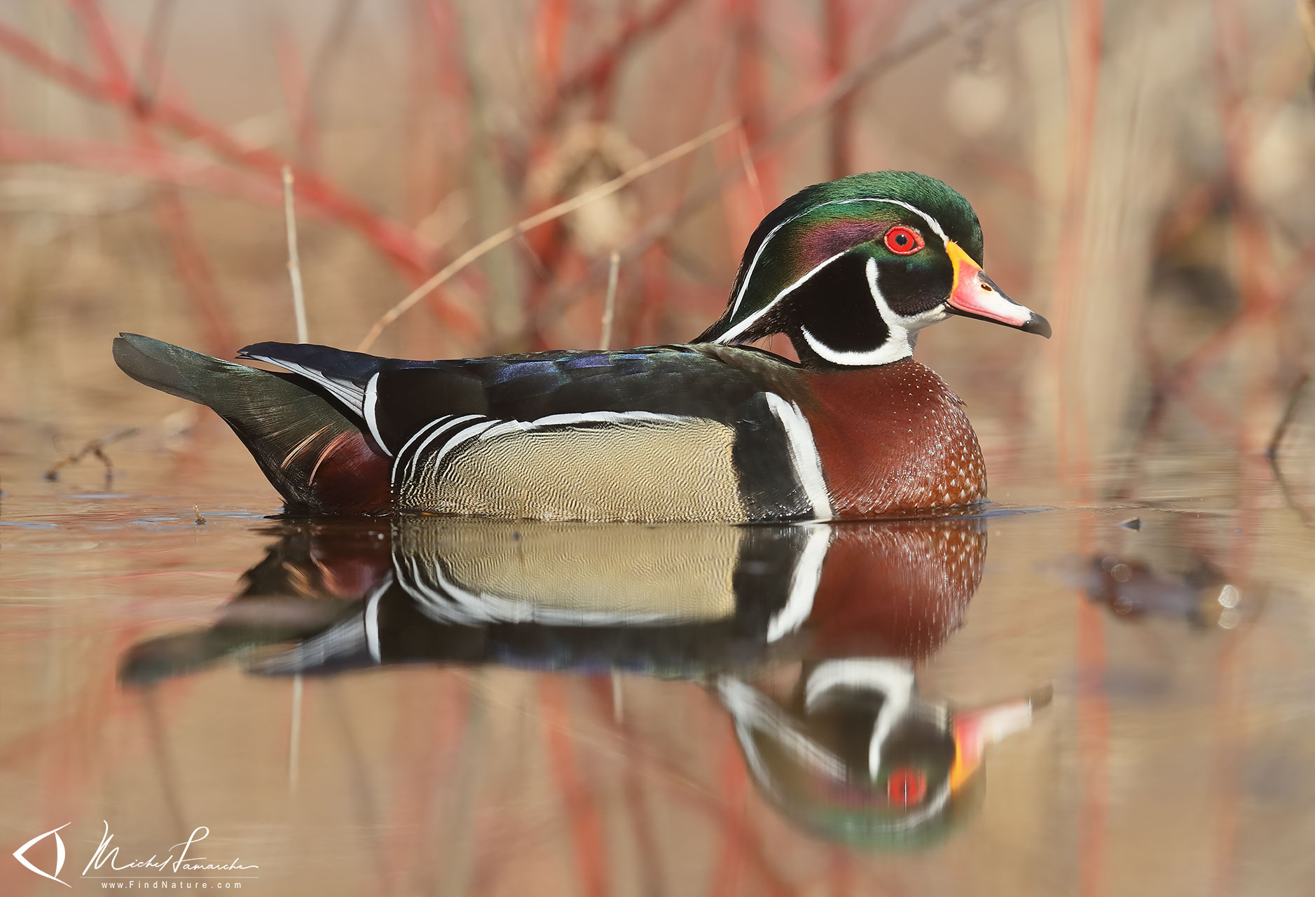 FindNature.com - Photos - Canard branchu, Wood Duck, Aix sponsa