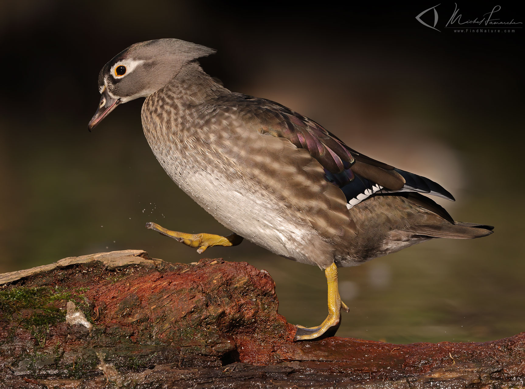 FindNature.com - Photos - Canard branchu, Wood Duck, Aix sponsa