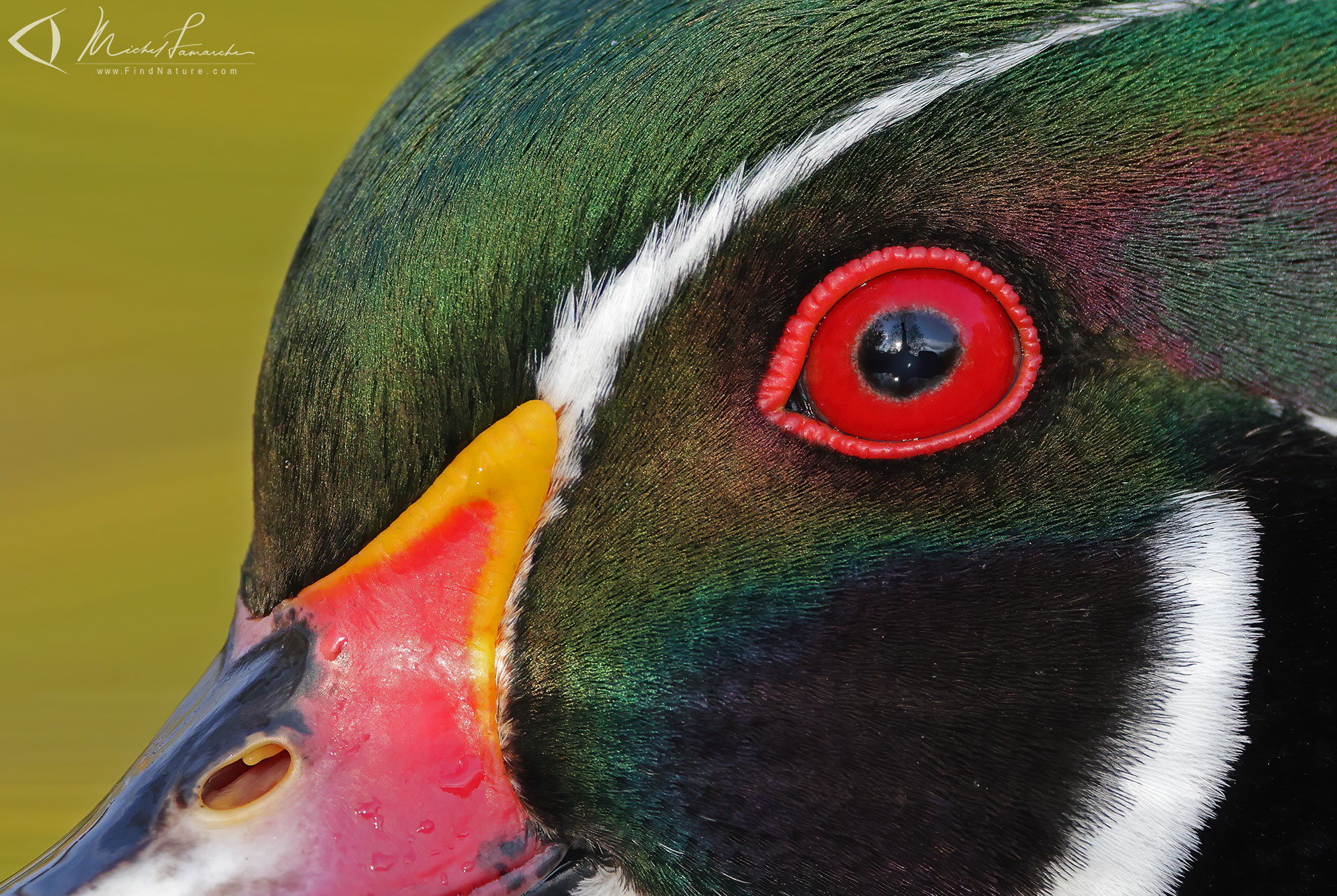 FindNature.com - Photos - Canard branchu, Wood Duck, Aix sponsa