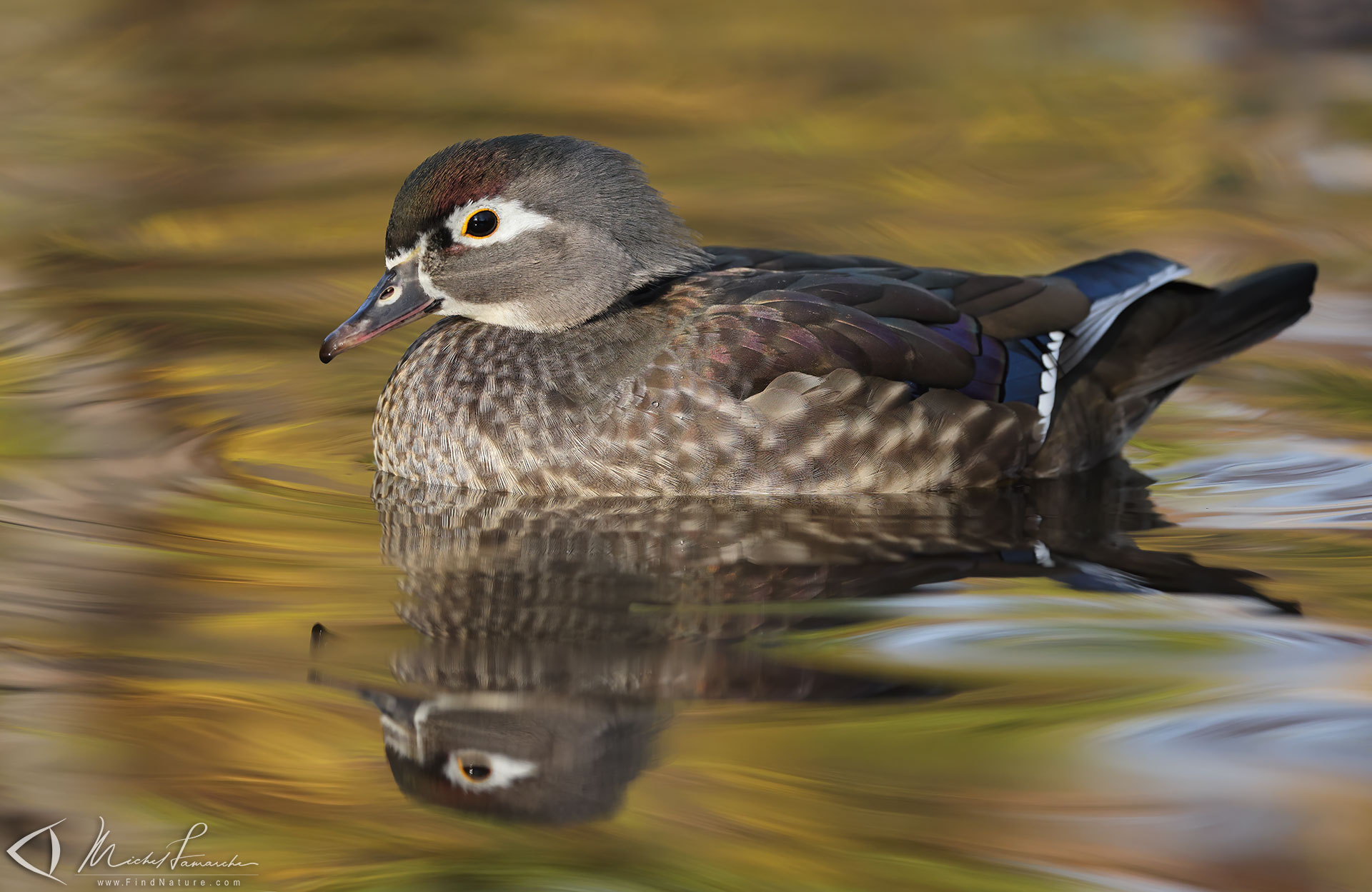 FindNature.com - Photos - Canard branchu, Wood Duck, Aix sponsa
