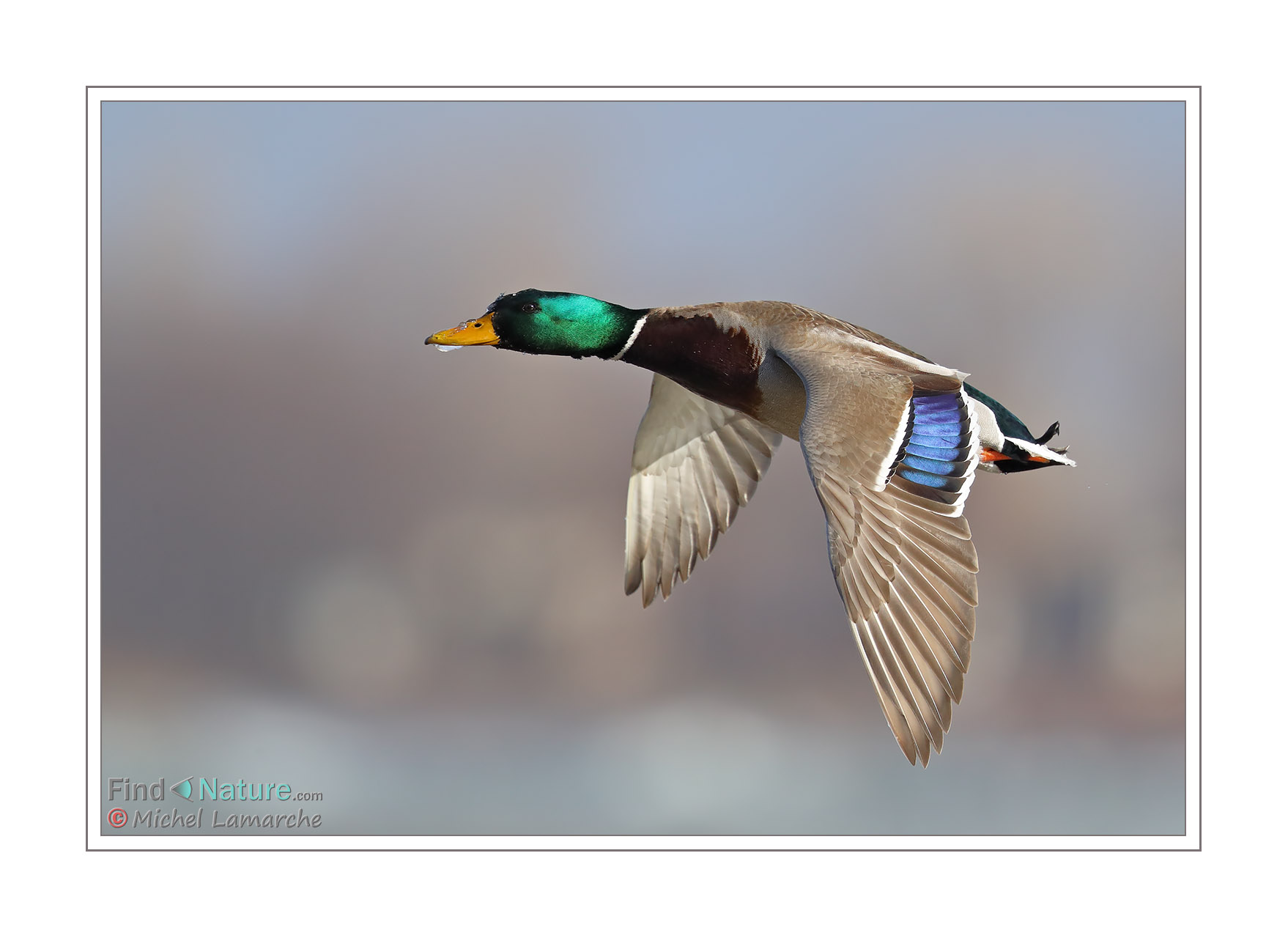 FindNature.com - Photos - Canard colvert, Mallard, Anas platyrhynchos