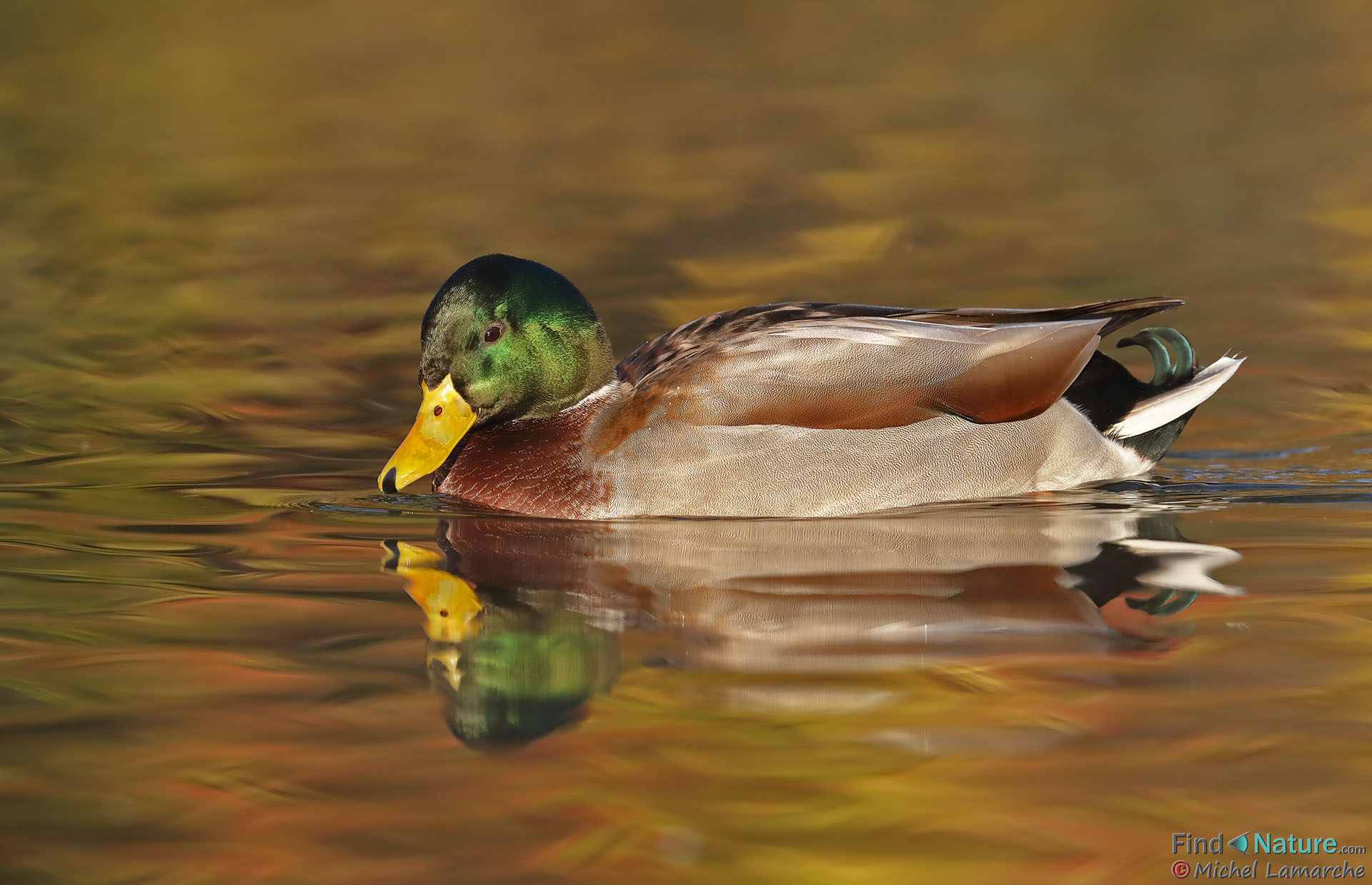 FindNature.com - Photos - Canard colvert, Mallard, Anas platyrhynchos