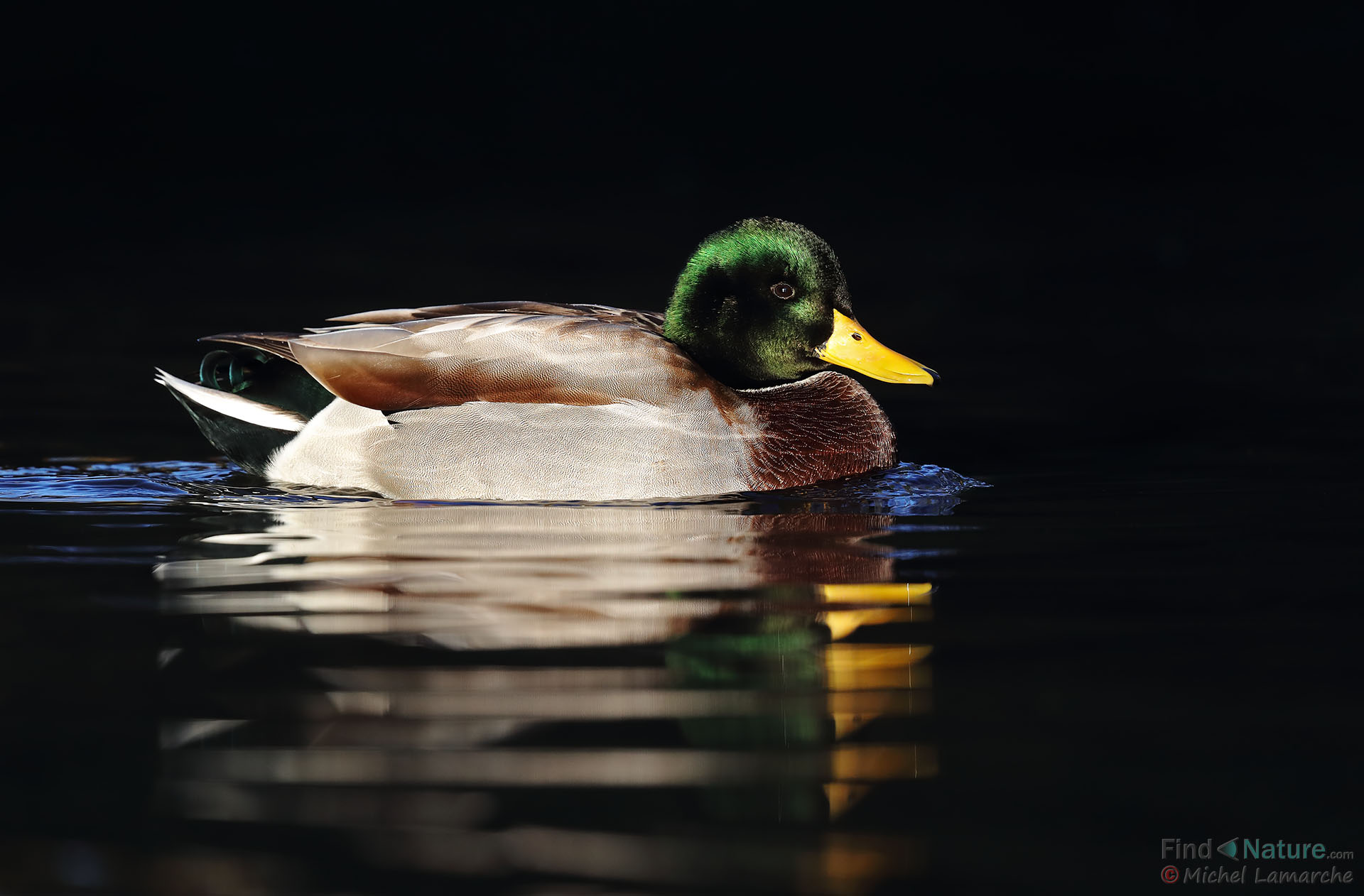 FindNature.com - Photos - Canard colvert, Mallard, Anas platyrhynchos
