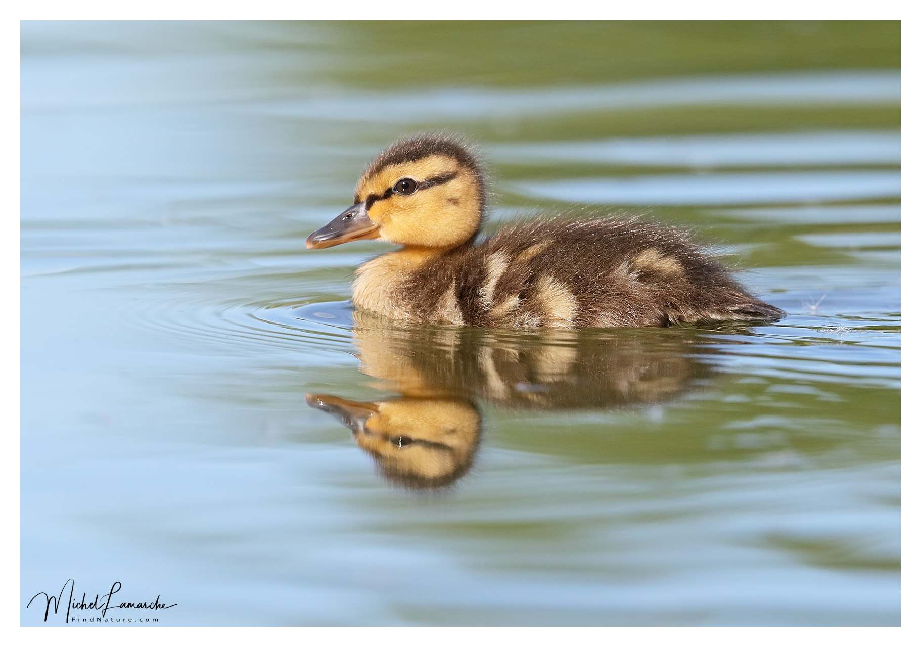 FindNature.com - Photos - Canard colvert, Mallard, Anas platyrhynchos