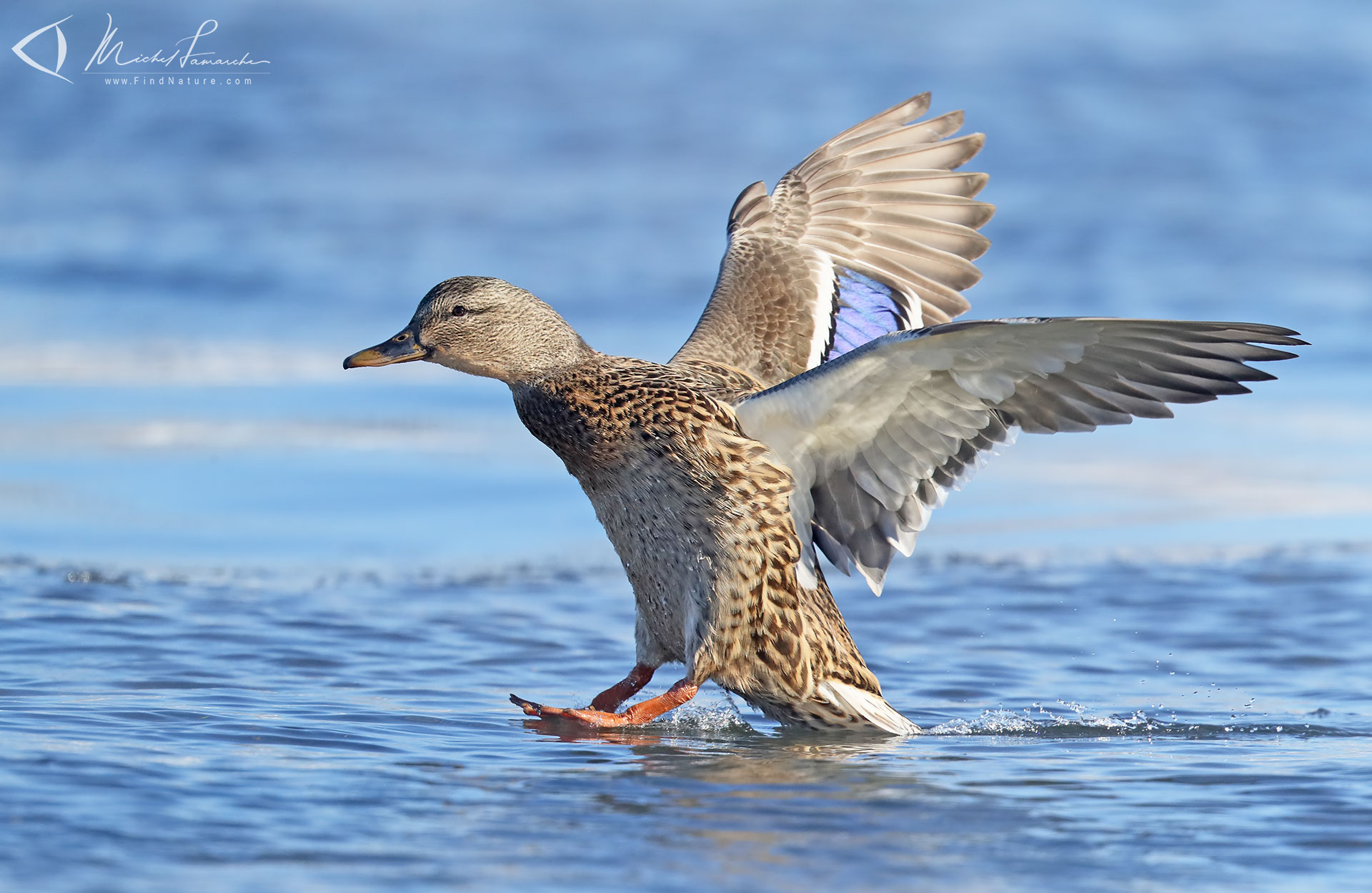 FindNature.com - Photos - Canard colvert, Mallard, Anas platyrhynchos