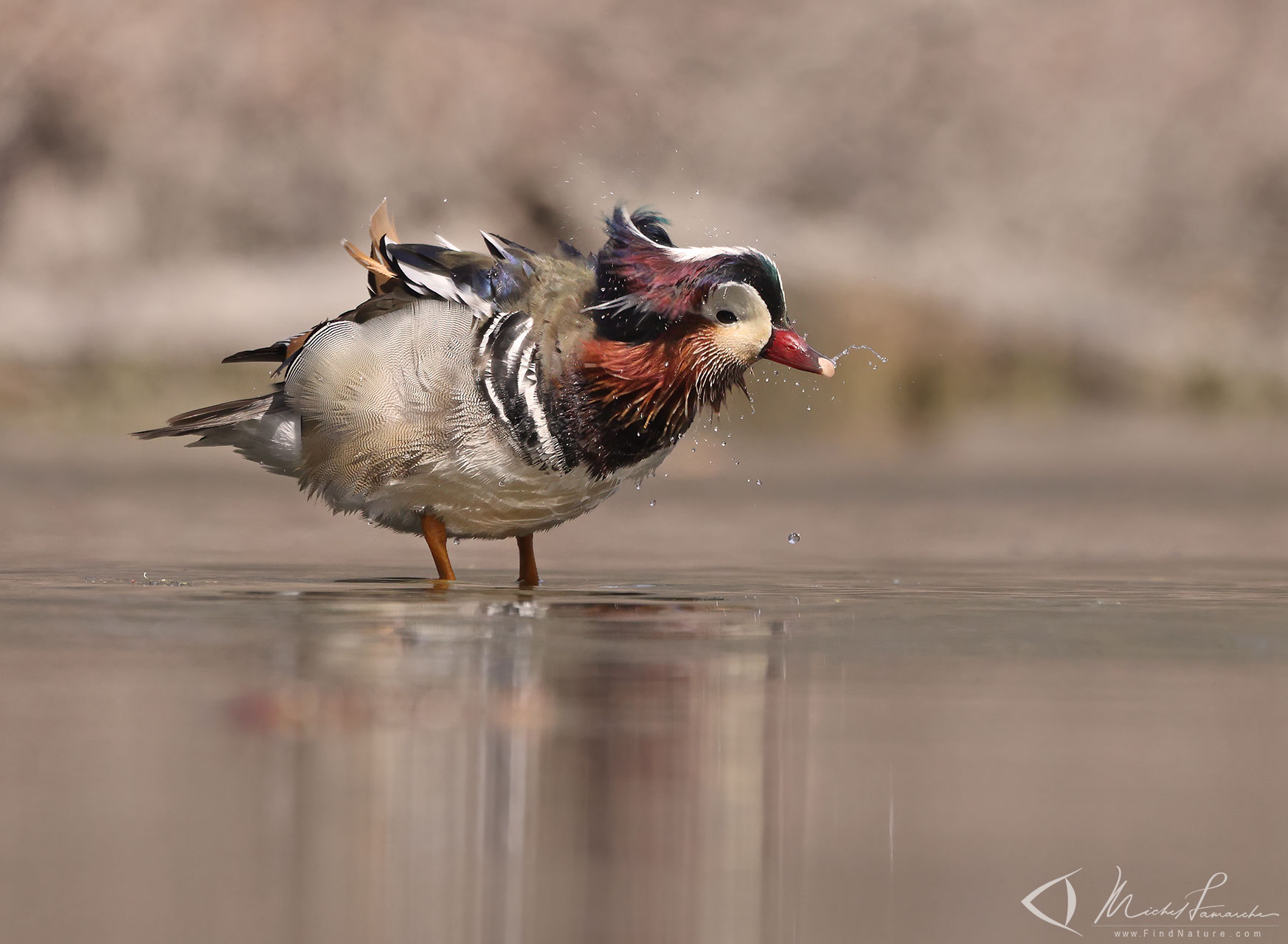FindNature.com - Photos - Canard mandarin, Mandarin Duck, Aix ...