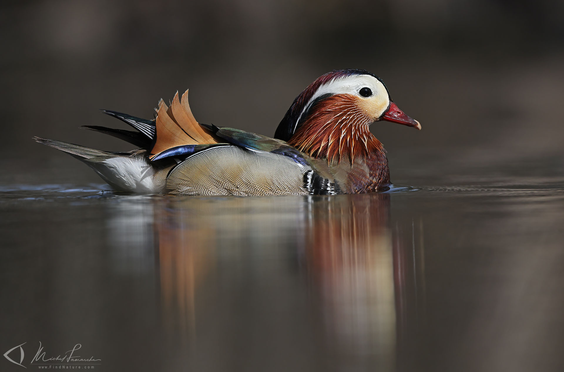 FindNature.com - Photos - Canard mandarin, Mandarin Duck, Aix ...