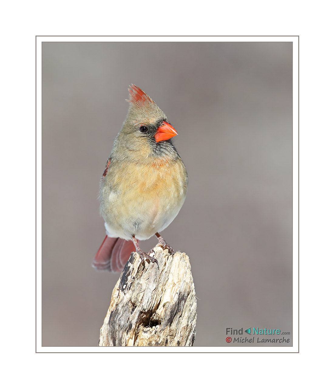FindNature.com - Photos - Cardinal rouge, Northern Cardinal, Cardinalis ...
