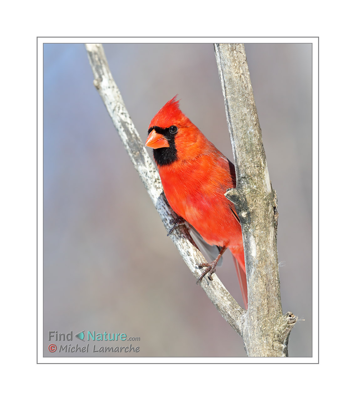FindNature.com - Photos - Cardinal rouge, Northern Cardinal, Cardinalis ...