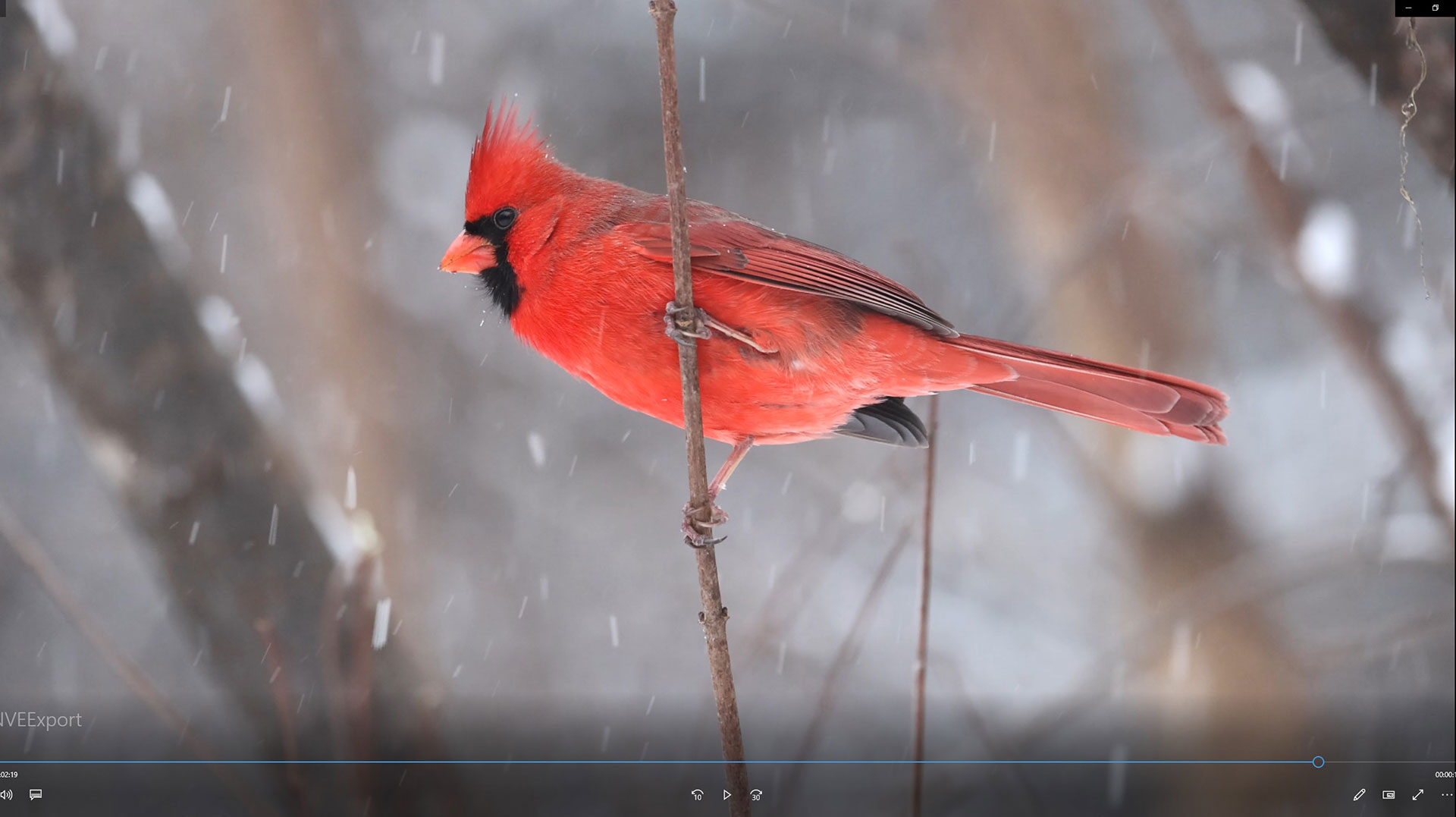 FindNature.com - Photos - Cardinal rouge, Northern Cardinal, Cardinalis ...