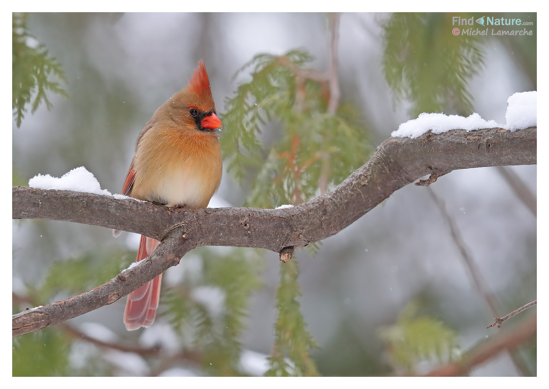 FindNature.com - Photos - Cardinal rouge, Northern Cardinal, Cardinalis ...