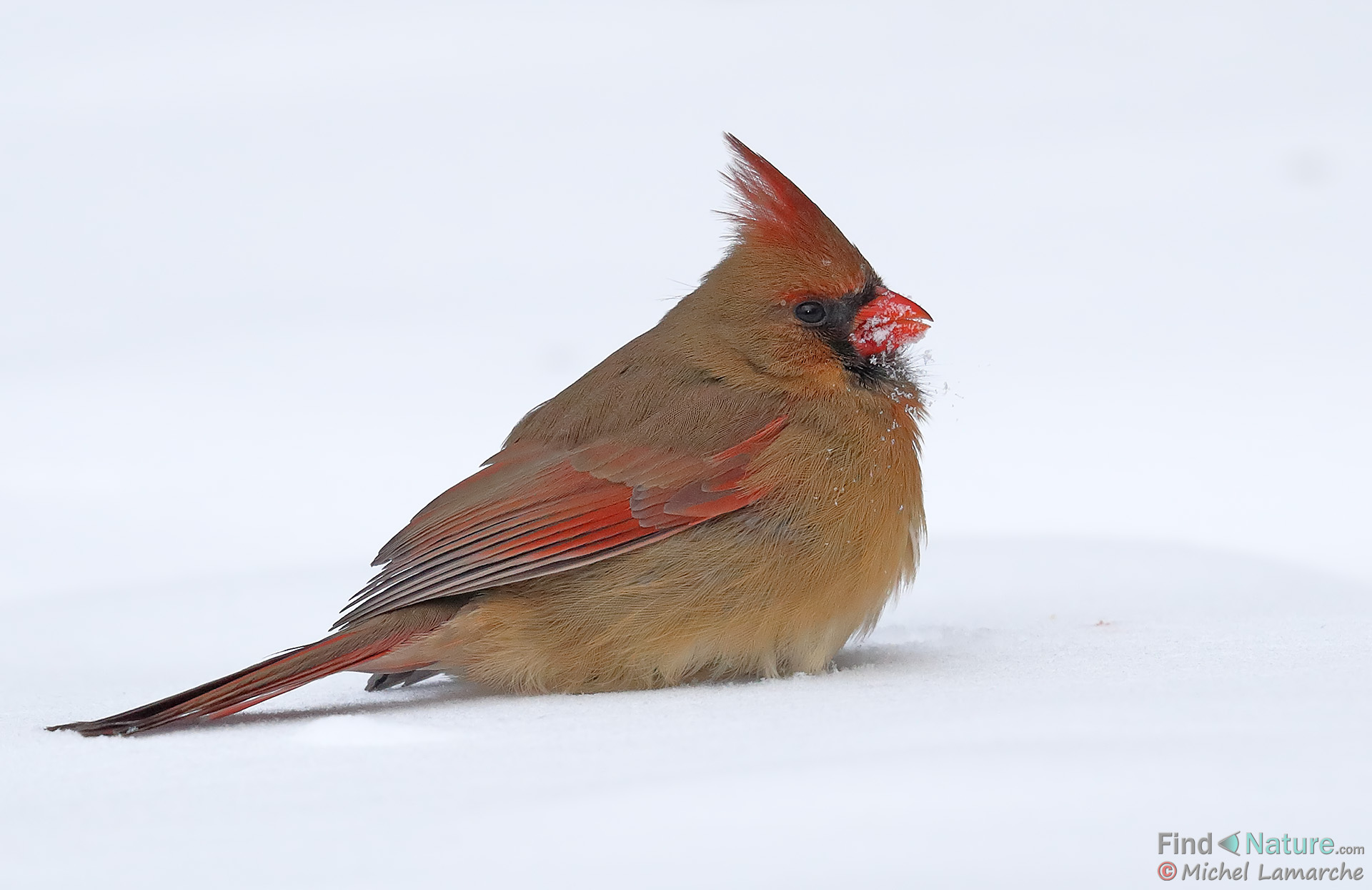 FindNature.com - Photos - Cardinal rouge, Northern Cardinal, Cardinalis ...