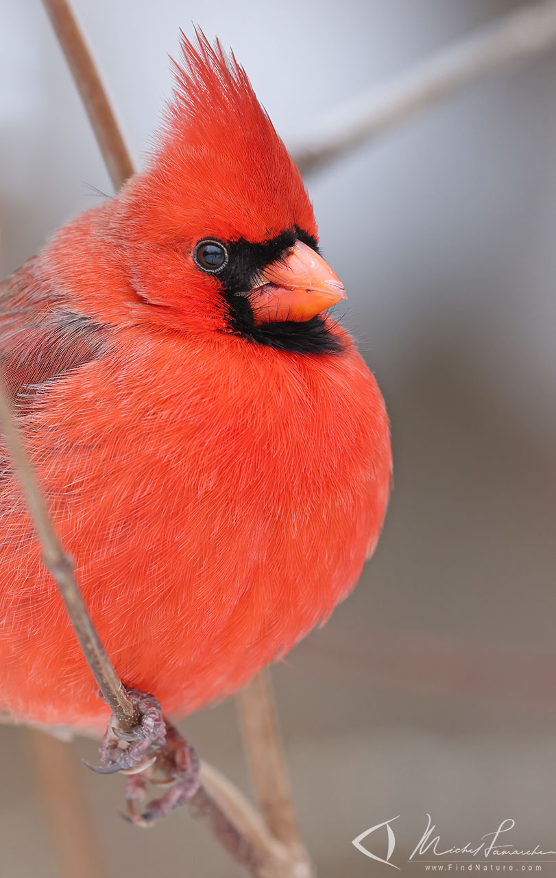 FindNature.com - Photos - Cardinal rouge, Northern Cardinal, Cardinalis ...