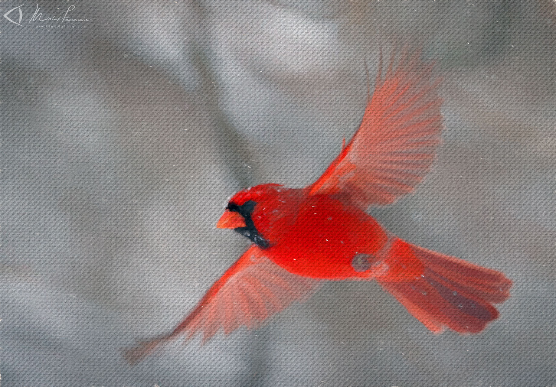 FindNature.com - Photos - Cardinal rouge, Northern Cardinal, Cardinalis ...