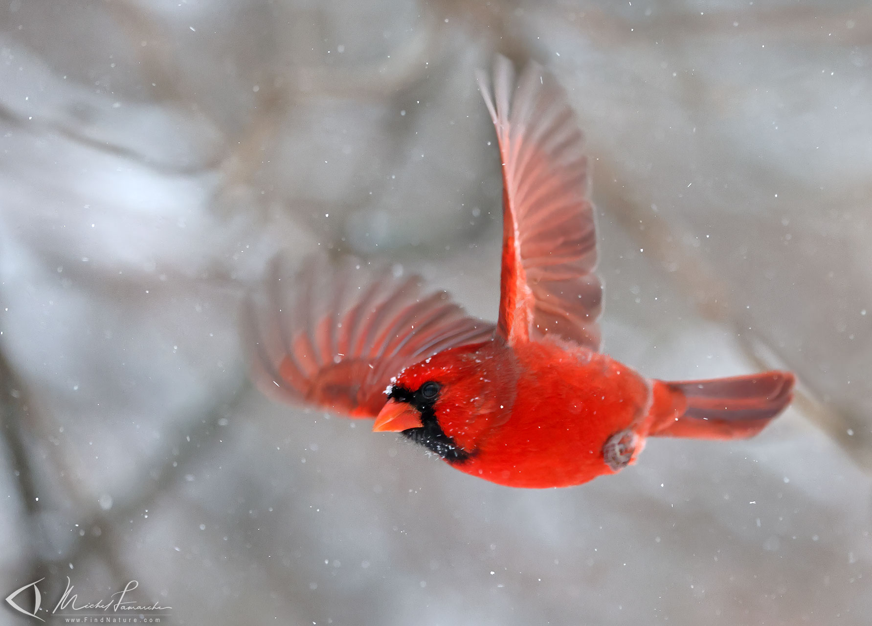 FindNature.com - Photos - Cardinal rouge, Northern Cardinal, Cardinalis ...