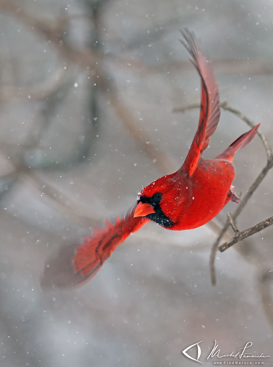 FindNature.com - Photos - Cardinal rouge, Northern Cardinal, Cardinalis ...