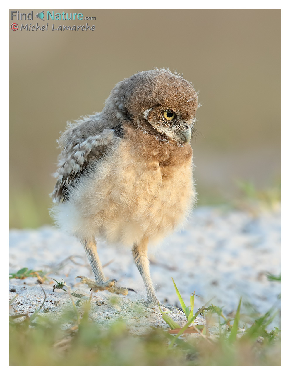 FindNature.com - Photos - Chevêche des terriers, Burrowing Owl, Athene ...
