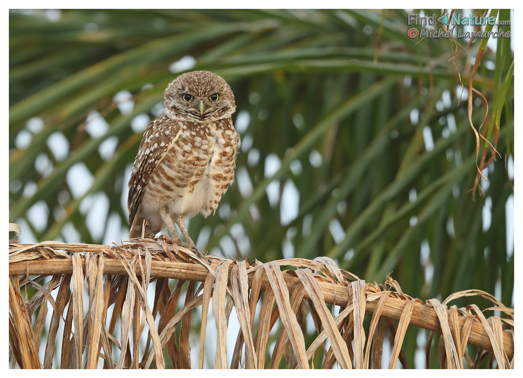 FindNature.com - Photos - Chevêche des terriers, Burrowing Owl, Athene ...