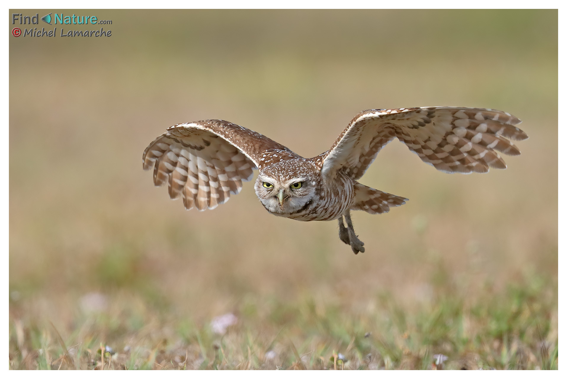 FindNature.com - Photos - Chevêche des terriers, Burrowing Owl, Athene ...