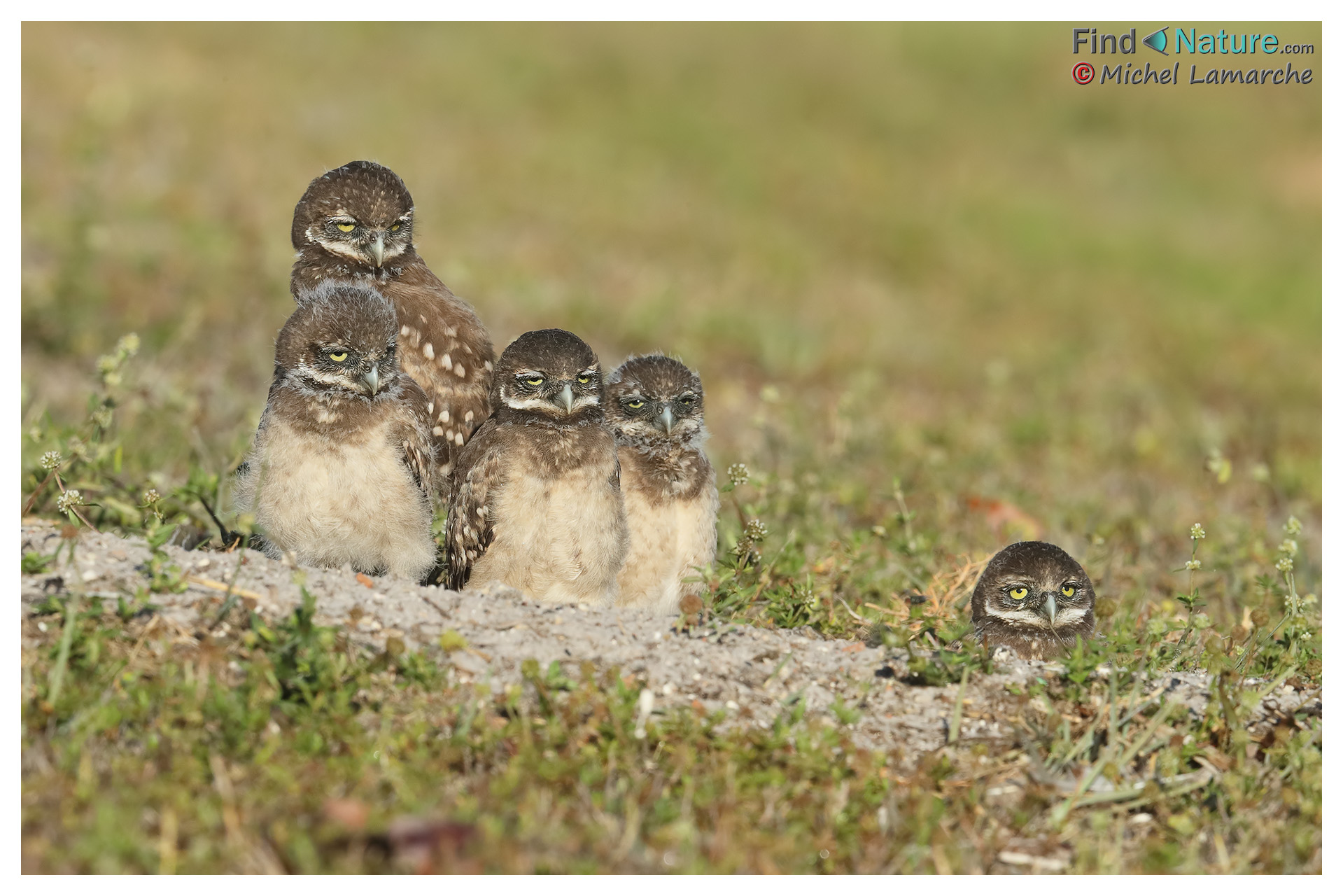 FindNature.com - Photos - Chevêche des terriers, Burrowing Owl, Athene ...