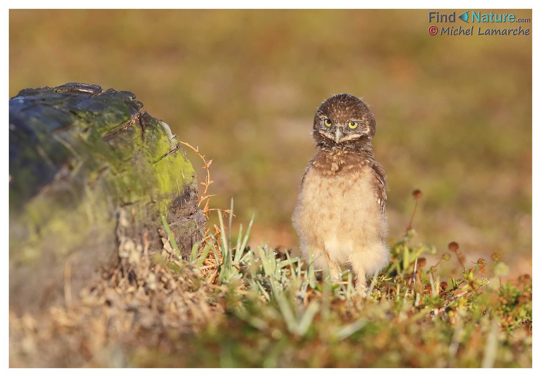 FindNature.com - Photos - Chevêche des terriers, Burrowing Owl, Athene ...