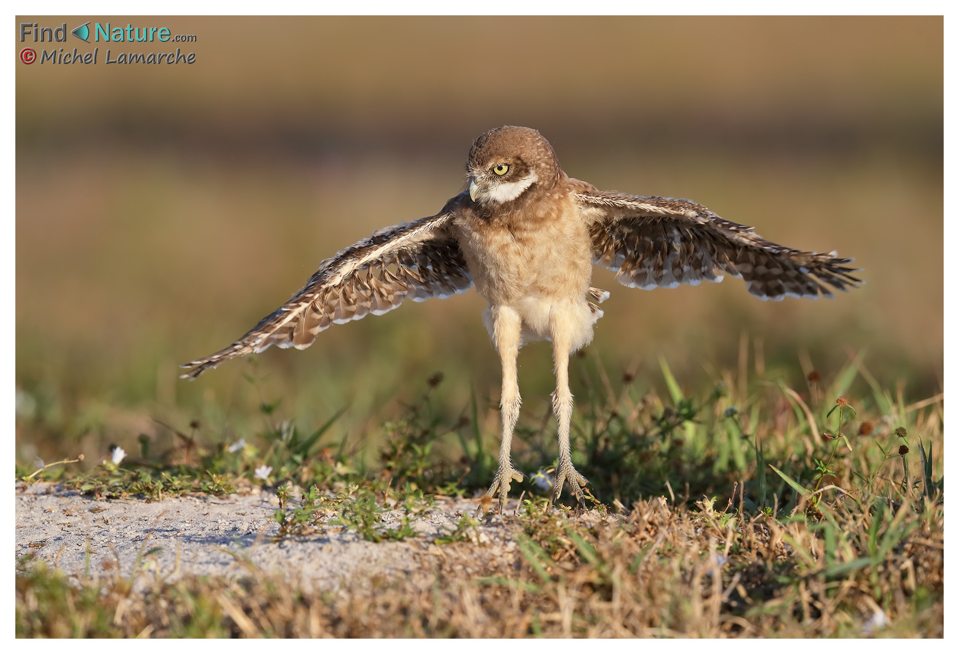 FindNature.com - Photos - Chevêche des terriers, Burrowing Owl, Athene ...