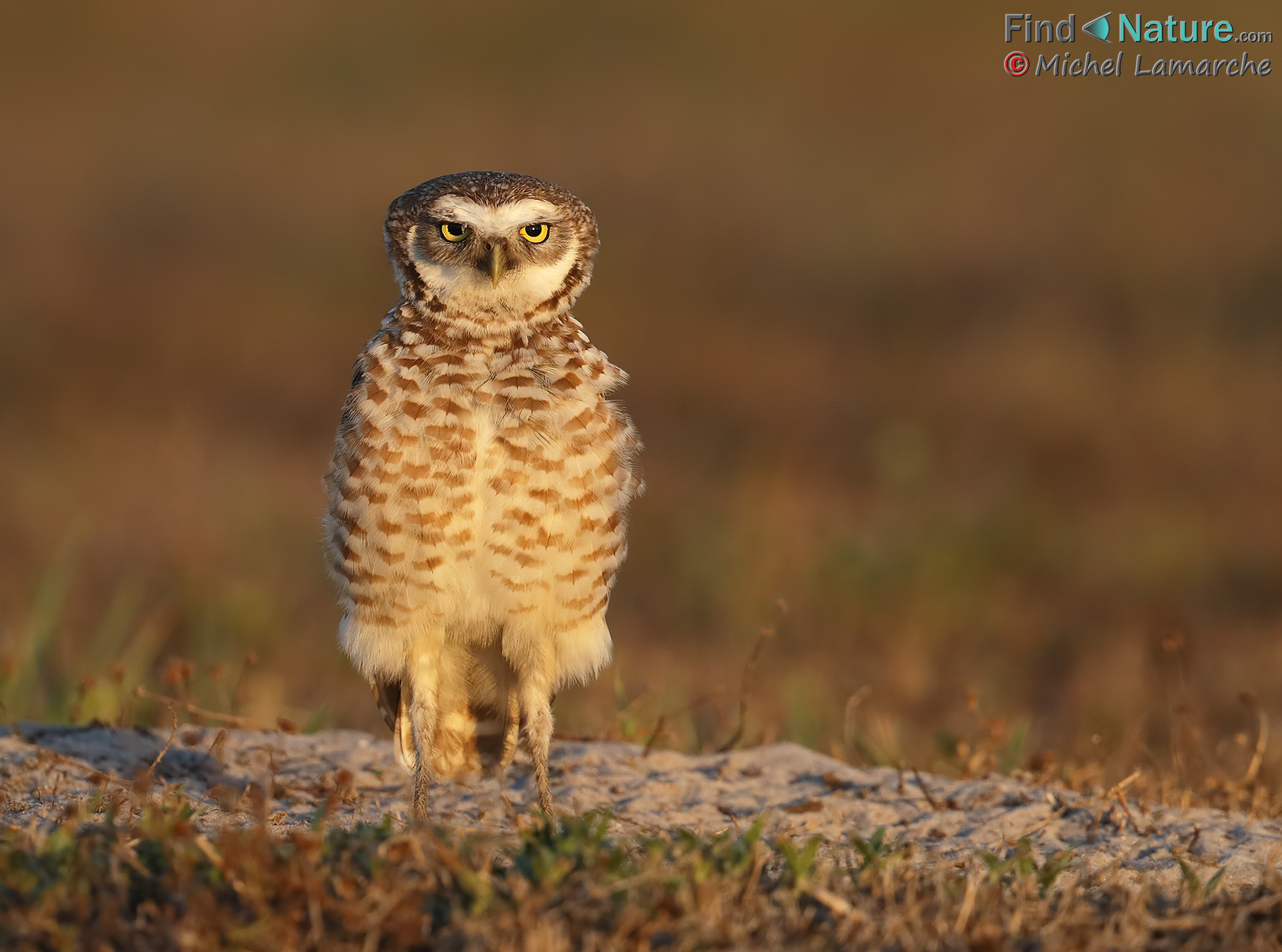 FindNature.com - Photos - Chevêche des terriers, Burrowing Owl, Athene ...