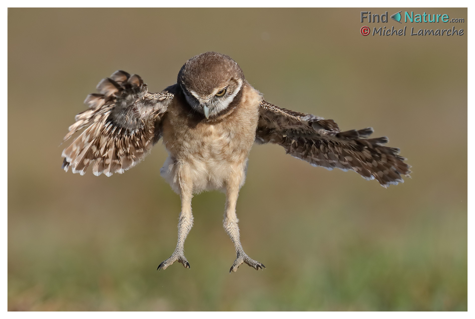 FindNature.com - Photos - Chevêche des terriers, Burrowing Owl, Athene ...
