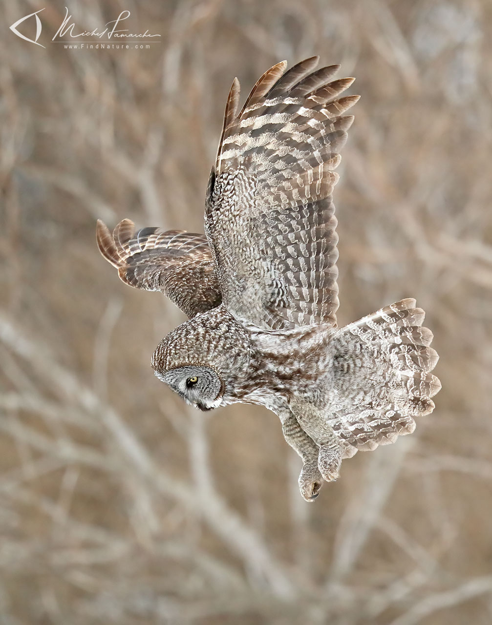 FindNature.com - Photos - Chouette Lapone, Great Gray Owl, Strix nebulosa