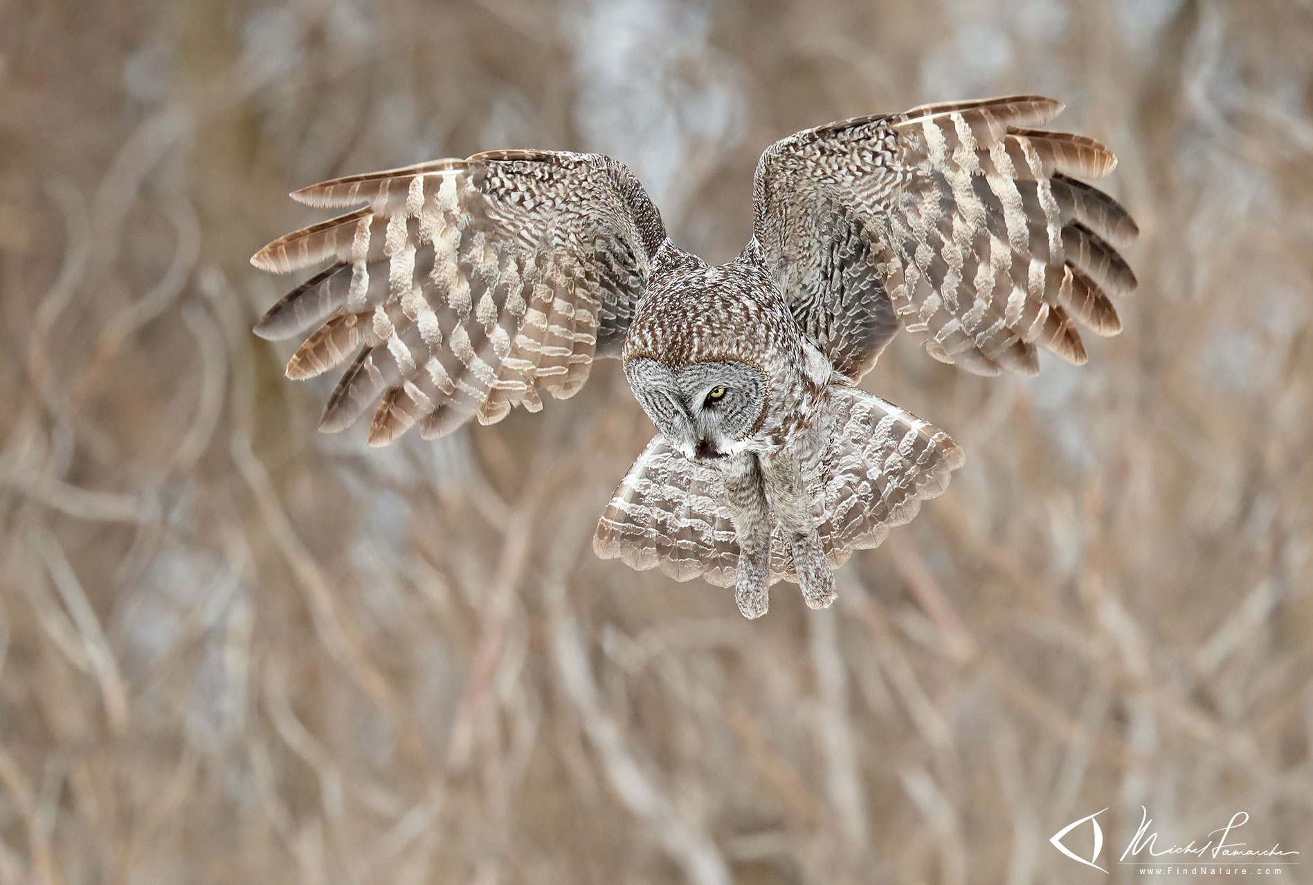 FindNature.com - Photos - Chouette Lapone, Great Gray Owl, Strix nebulosa