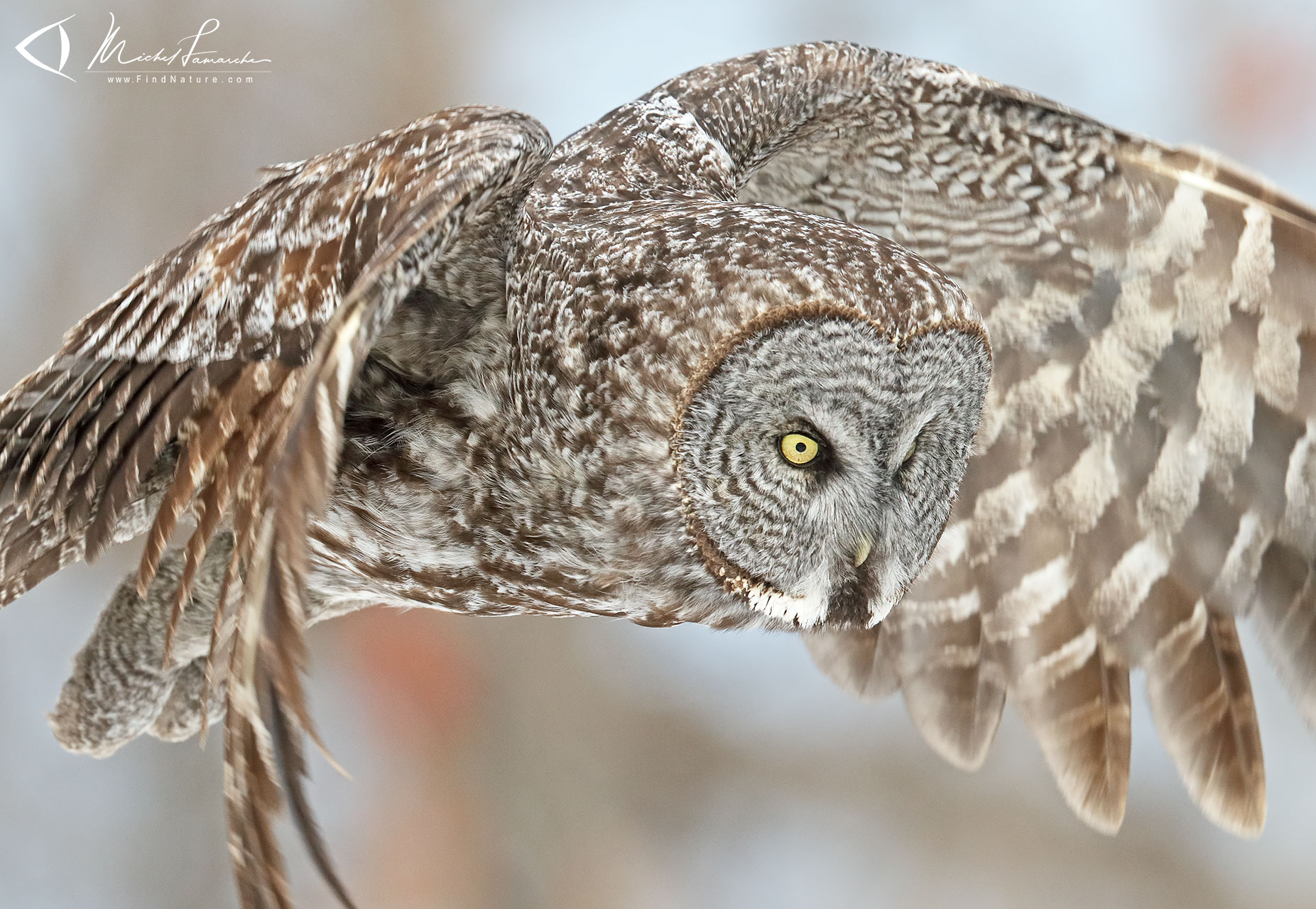 FindNature.com - Photos - Chouette Lapone, Great Gray Owl, Strix nebulosa