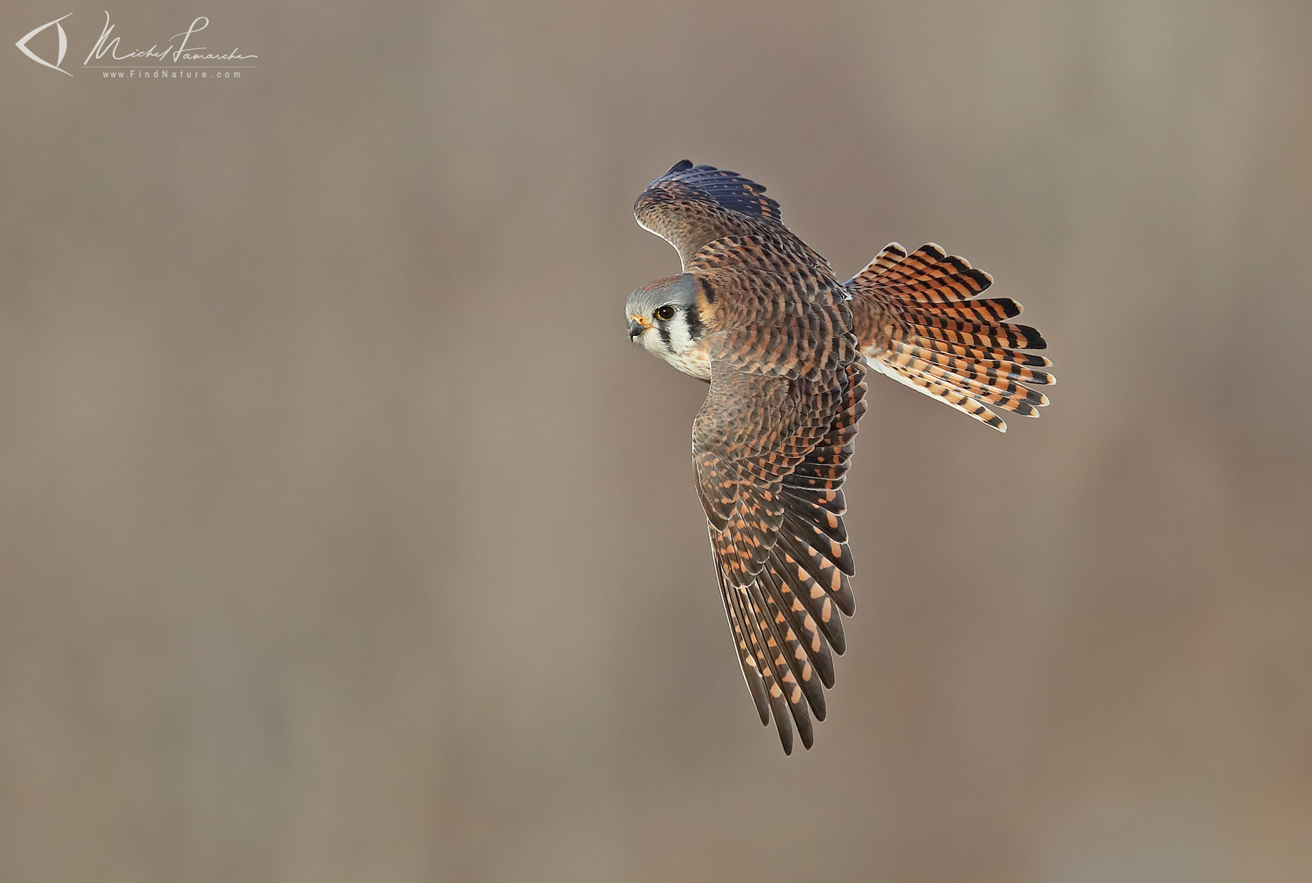 FindNature.com - Photos - Crécerelle d'Amérique, American Kestrel ...
