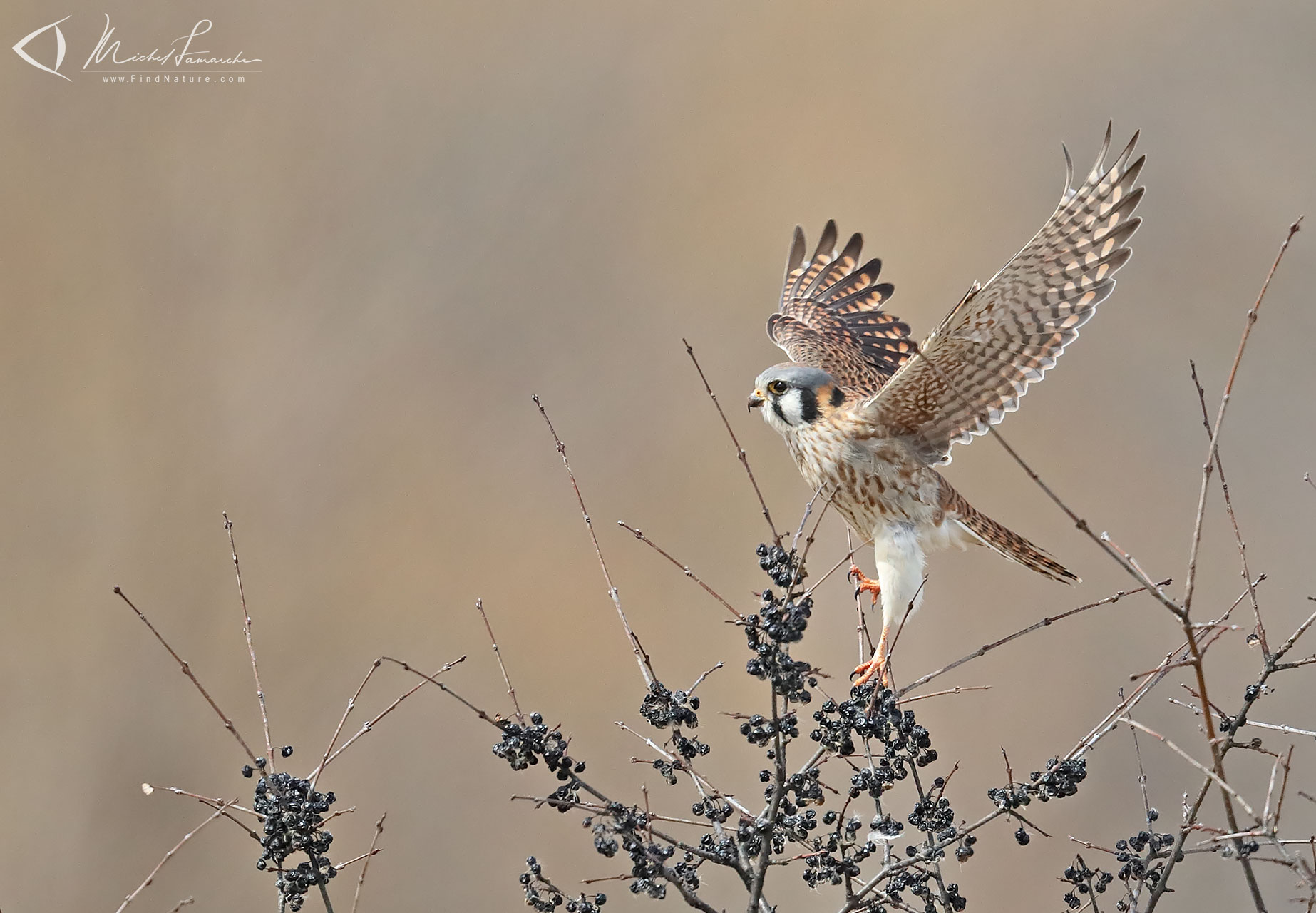 FindNature.com - Photos - Crécerelle d'Amérique, American Kestrel ...