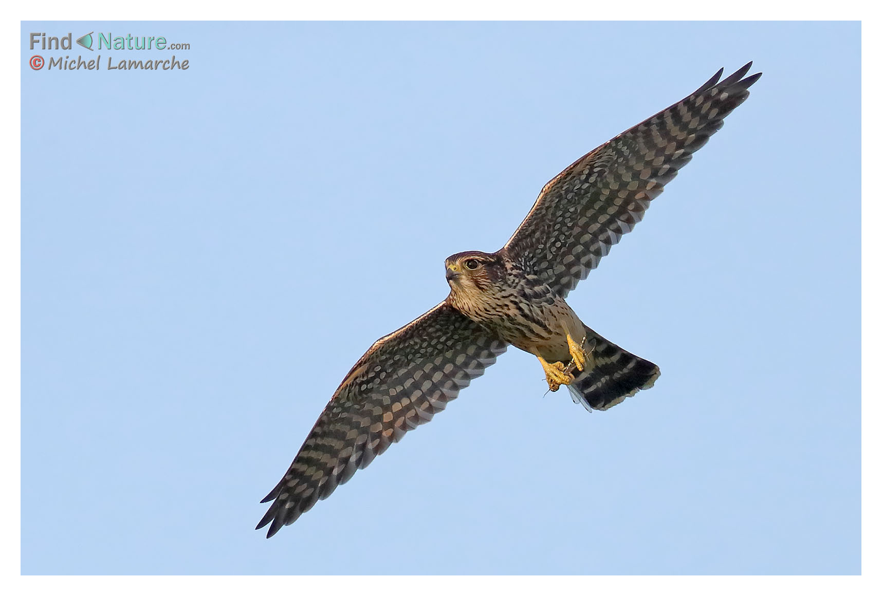 FindNature.com - Photos - Faucon émerillon, Merlin, Falco columbarius ...