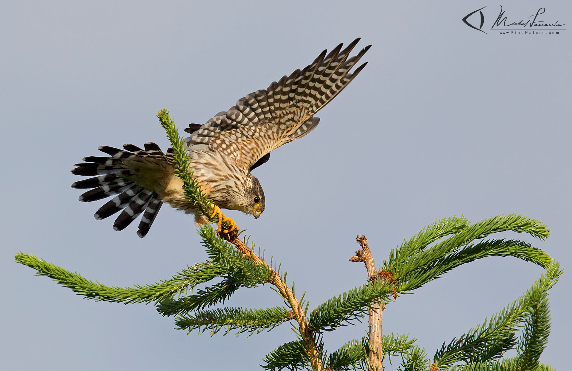 FindNature.com - Photos - Faucon émerillon, Merlin, Falco columbarius ...