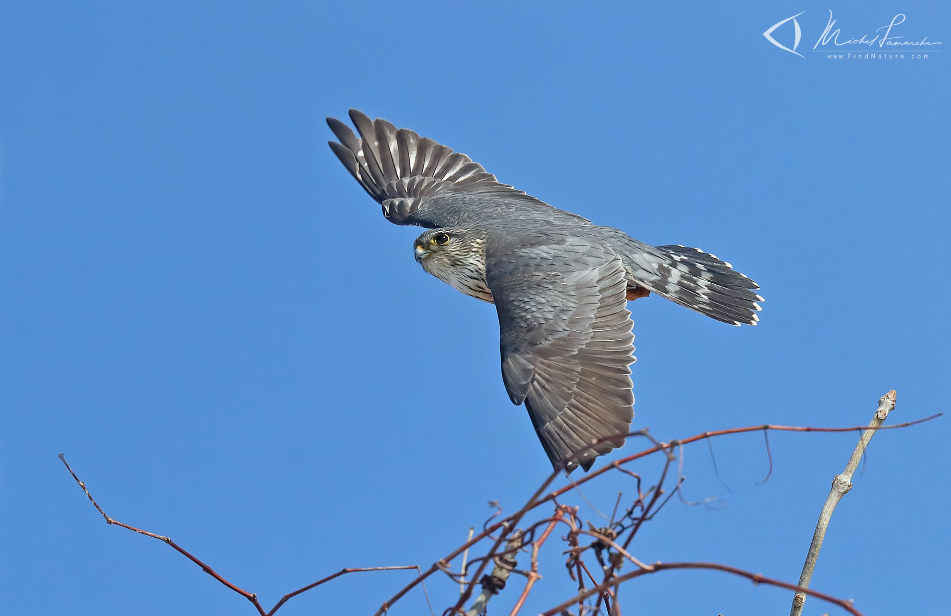FindNature.com - Photos - Faucon émerillon, Merlin, Falco columbarius ...