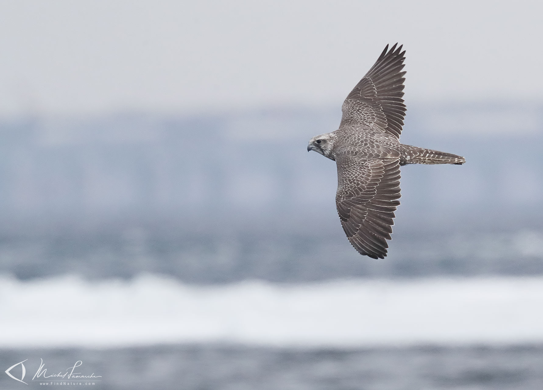 FindNature.com - Photos - Faucon gerfaut, Gyrfalcon, Falco rusticolus ...
