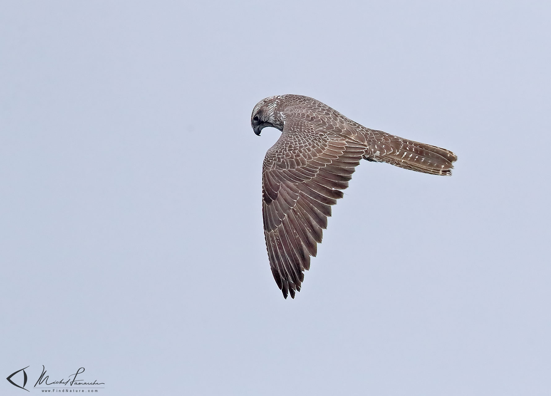FindNature.com - Photos - Faucon gerfaut, Gyrfalcon, Falco rusticolus ...