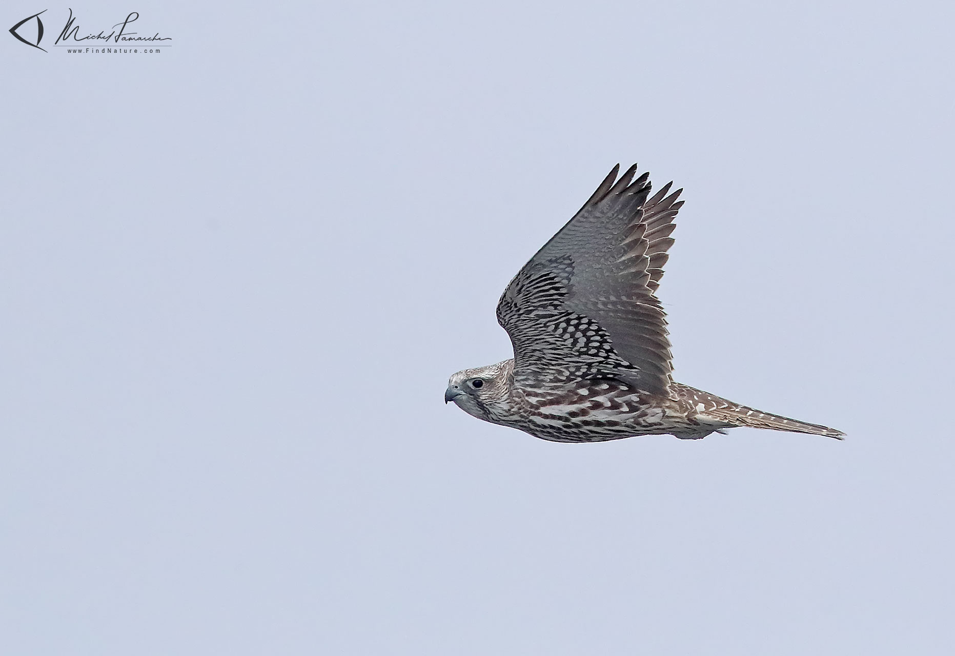 FindNature.com - Photos - Faucon gerfaut, Gyrfalcon, Falco rusticolus ...