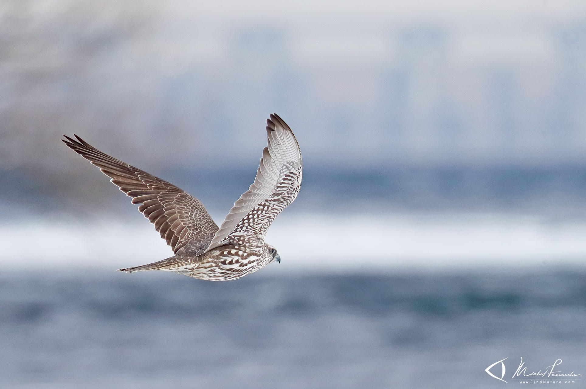 FindNature.com - Photos - Faucon gerfaut, Gyrfalcon, Falco rusticolus ...