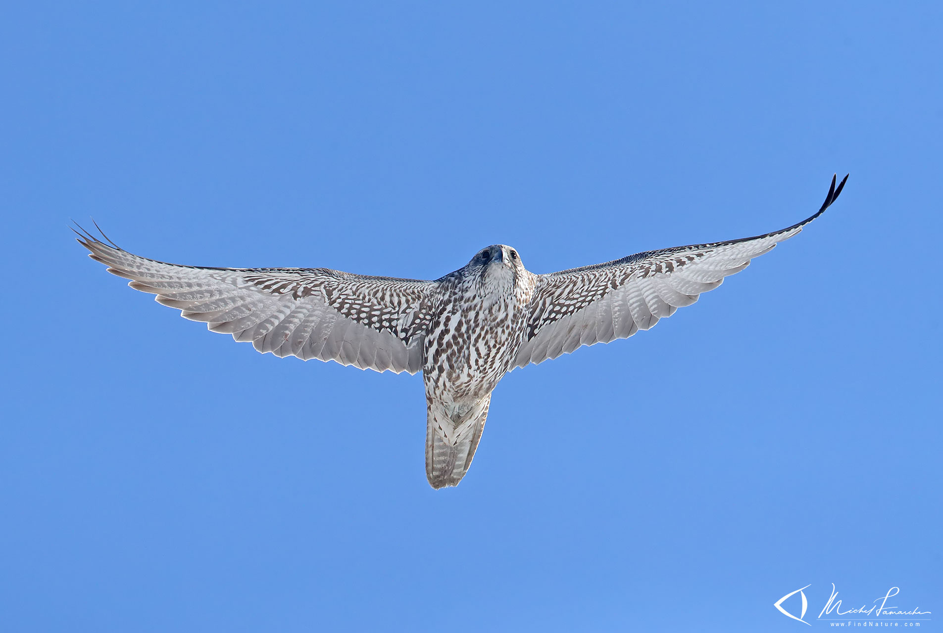 FindNature.com - Photos - Faucon gerfaut, Gyrfalcon, Falco rusticolus ...