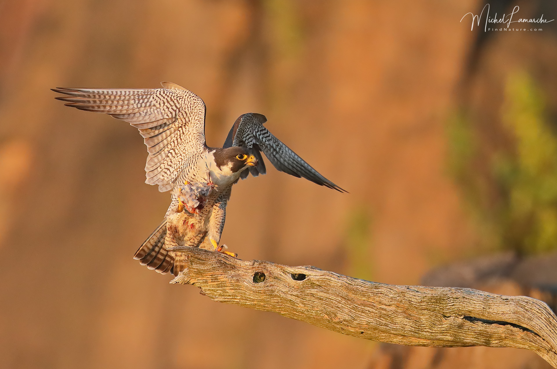 FindNature.com - Photos - Faucon pèlerin, Peregrine Falcon, Falco ...
