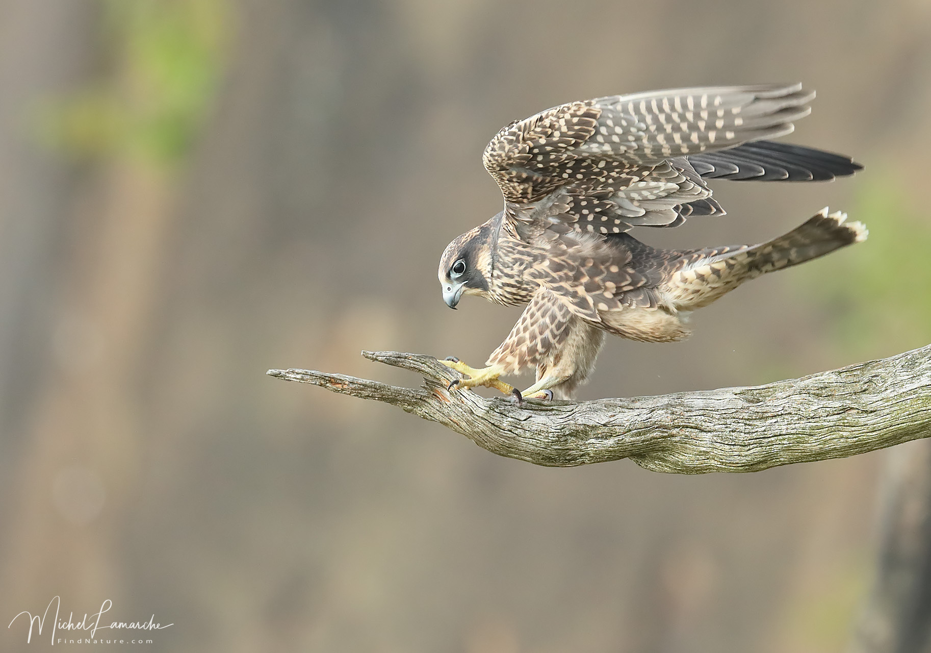 FindNature.com - Photos - Faucon pèlerin, Peregrine Falcon, Falco ...
