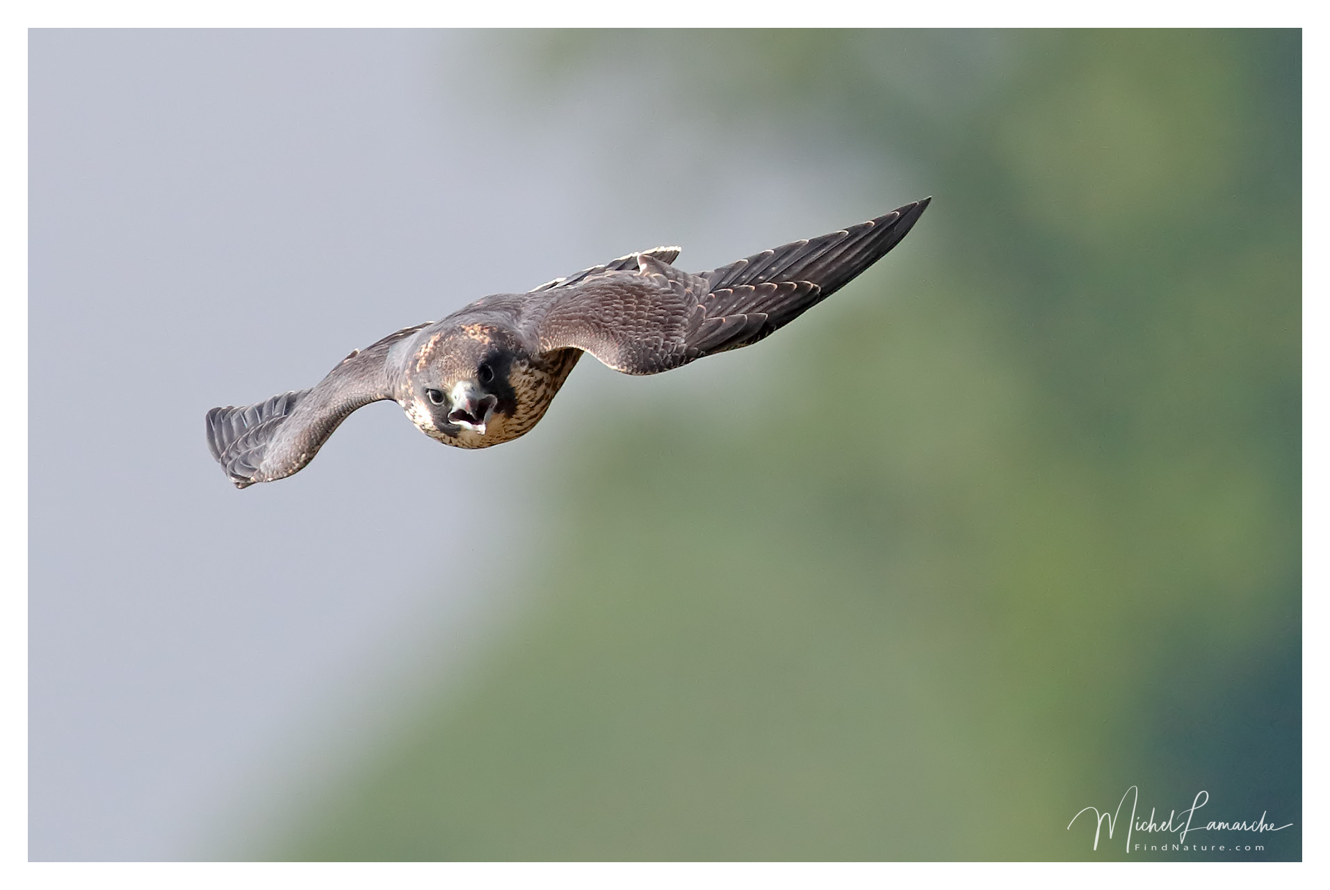 FindNature.com - Photos - Faucon pèlerin, Peregrine Falcon, Falco ...
