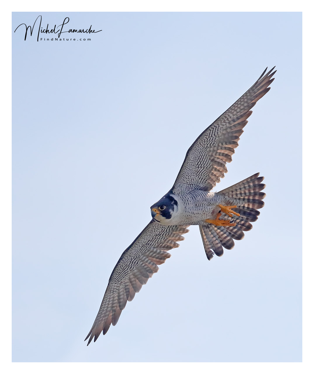 FindNature.com - Photos - Faucon pèlerin, Peregrine Falcon, Falco ...