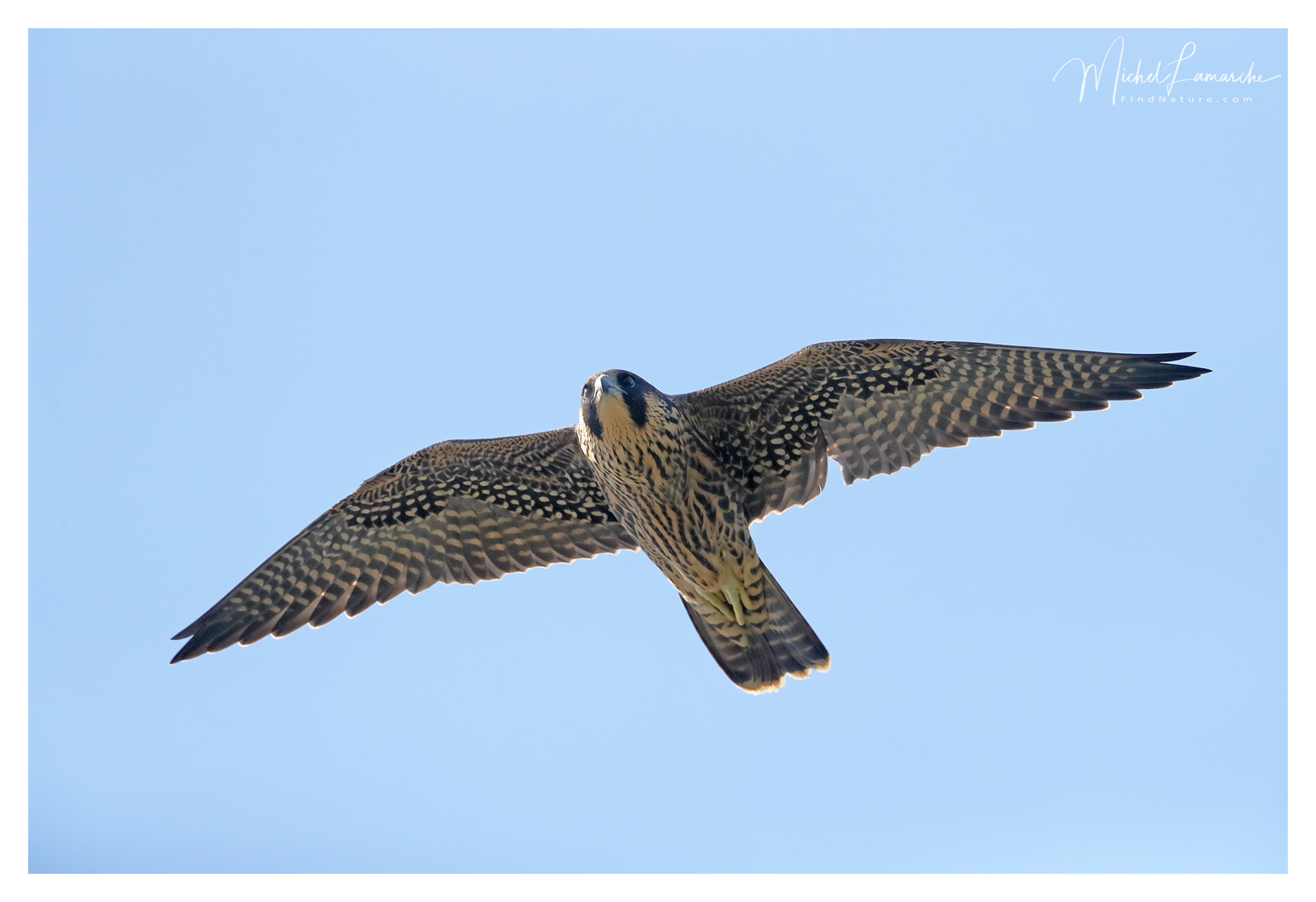 FindNature.com - Photos - Faucon pèlerin, Peregrine Falcon, Falco ...