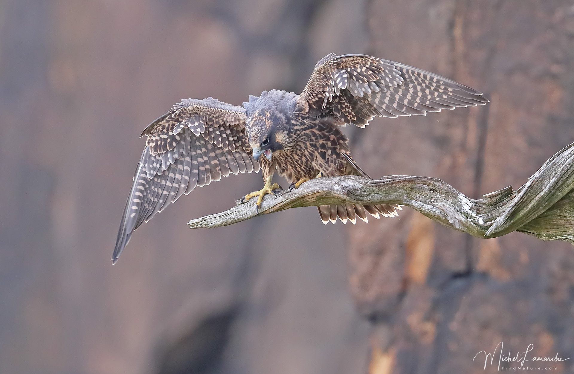 FindNature.com - Photos - Faucon pèlerin, Peregrine Falcon, Falco ...