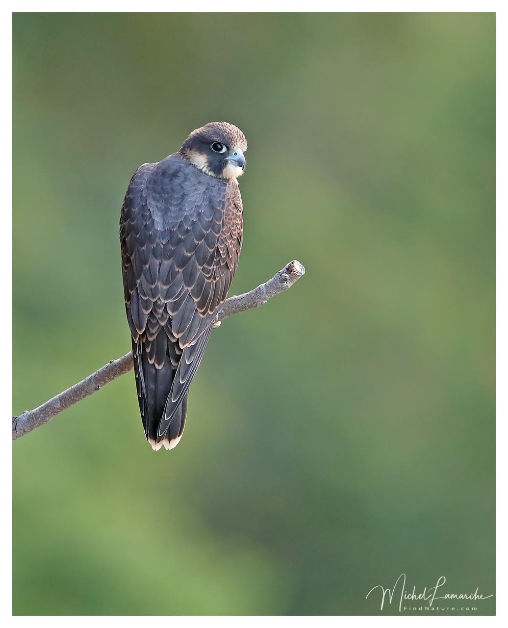 FindNature.com - Photos - Faucon pèlerin, Peregrine Falcon, Falco ...