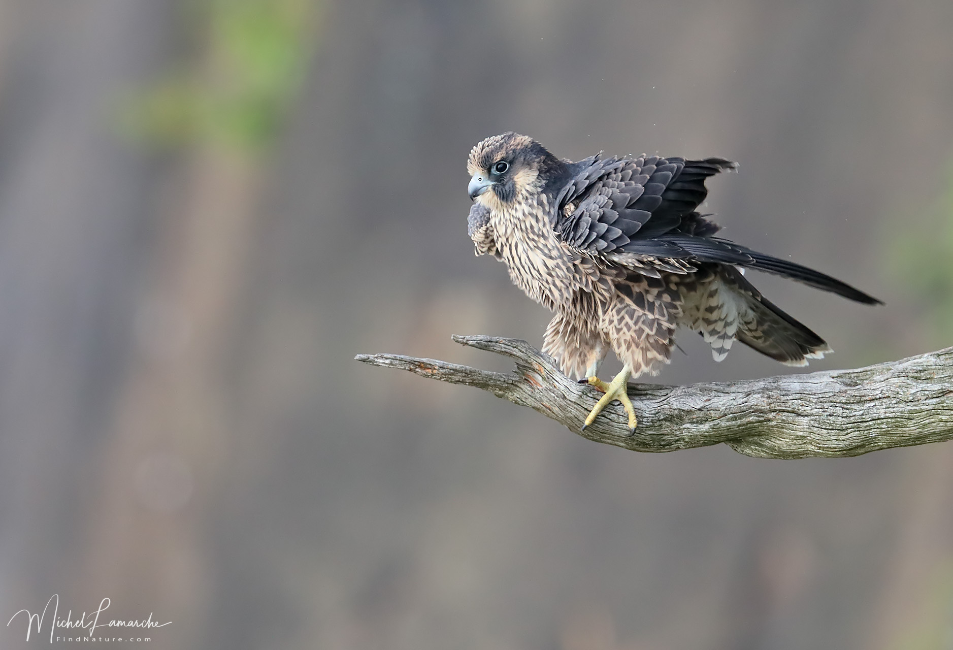 FindNature.com - Photos - Faucon pèlerin, Peregrine Falcon, Falco ...