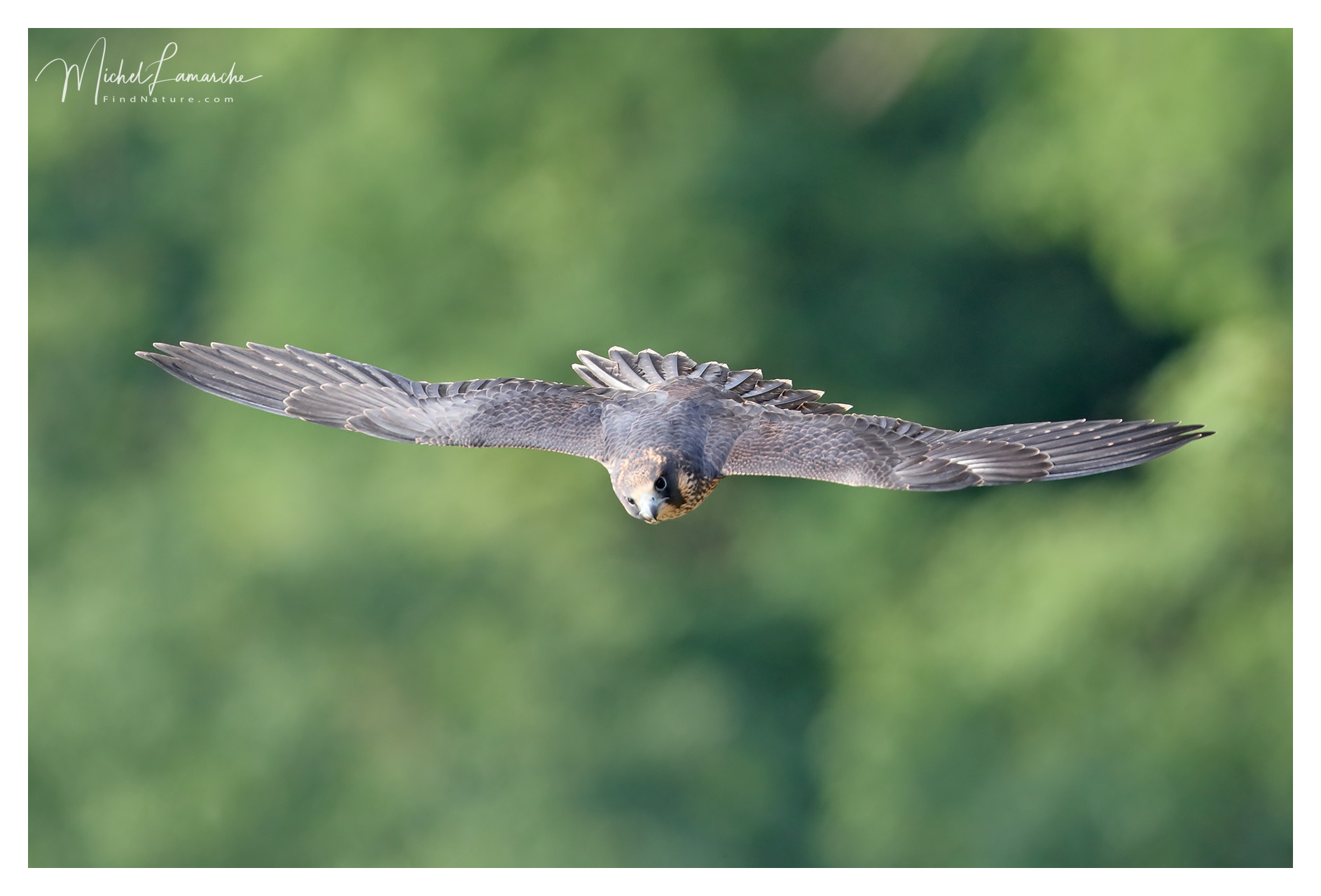 FindNature.com - Photos - Faucon pèlerin, Peregrine Falcon, Falco ...